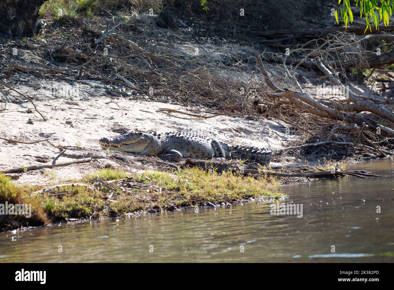 Wild crocodile in the warm sunlight of the sunset at cahills crossing ...