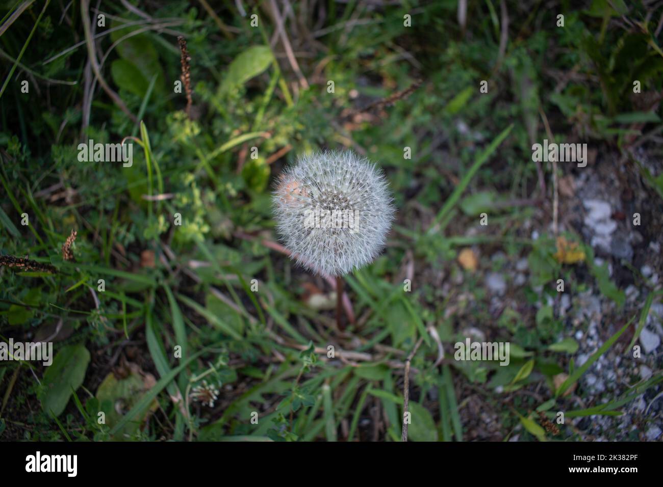 Parachute flower hi-res stock photography and images - Alamy