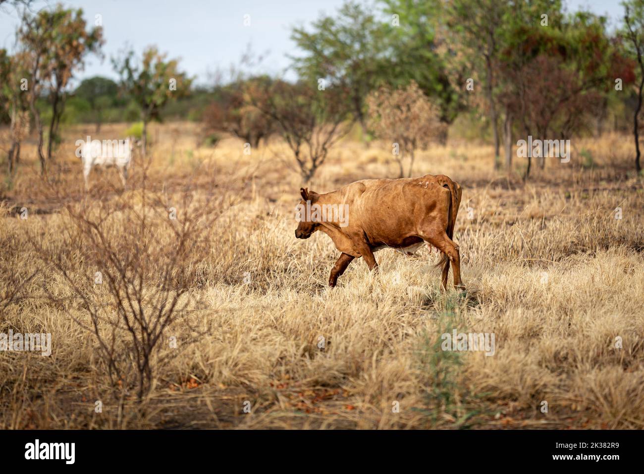 Cattle in the australian bush in the Northern Territory, Australia ...