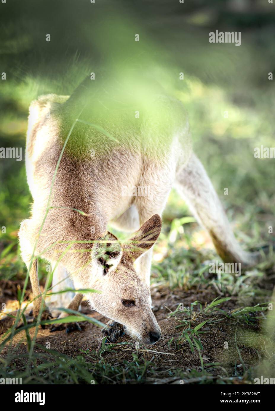 Young kangaroo eating grass in the bush in Australia Stock Photo - Alamy