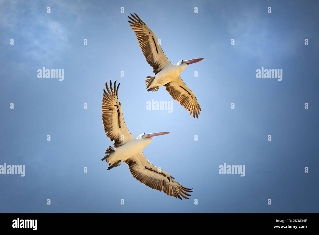 A couple of pelicans flying on a deep blue sky in Australia Stock Photo ...
