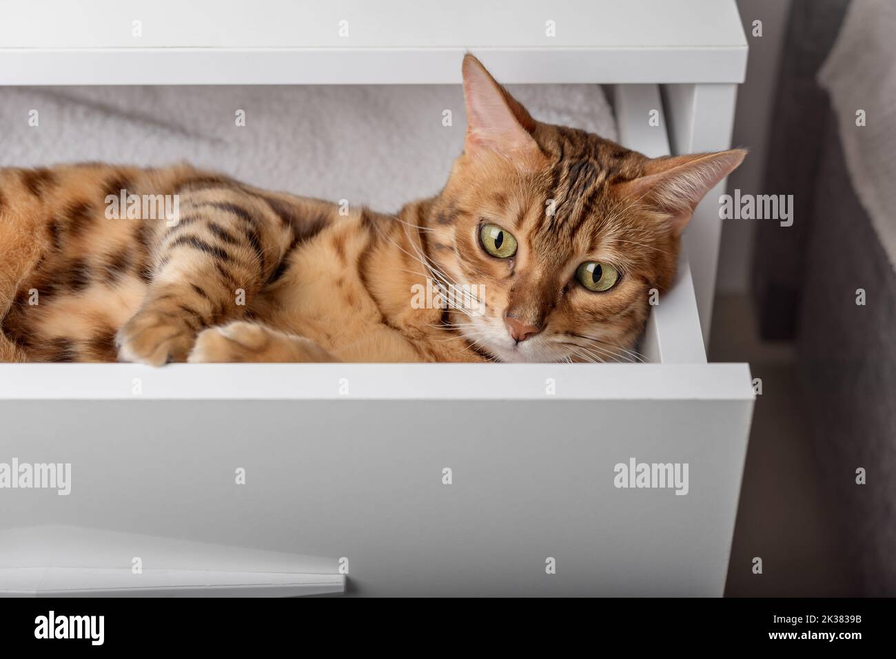 A cute Bengal cat lies in the linen drawer of the closet in the room ...