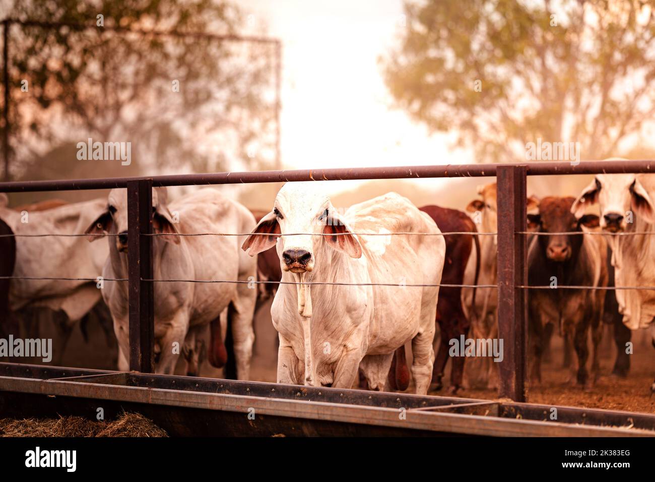 White bulls in the yards on a remote cattle station in Northern ...