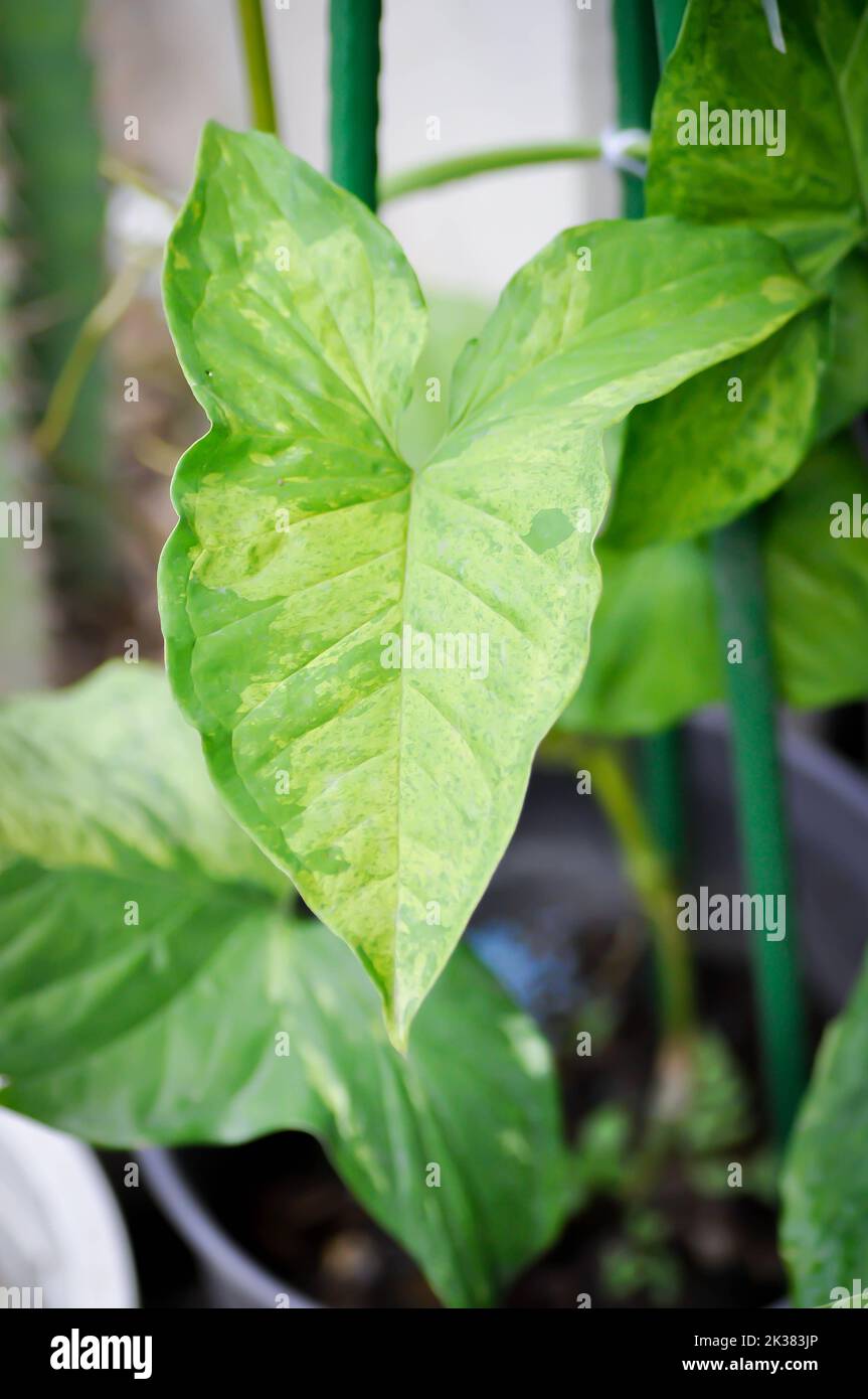 Syngonium podophyllum, Arrowhead Vine or Goosefoot Plant or Araceae or ...