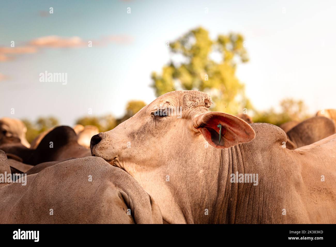 White bulls in the yards on a remote cattle station in Northern ...