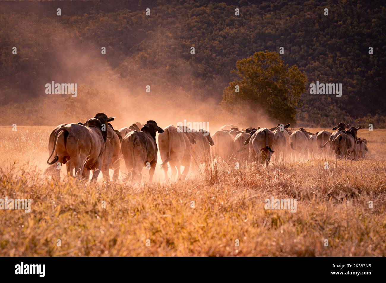 The bulls in the yards on a remote cattle station in Northern Territory ...