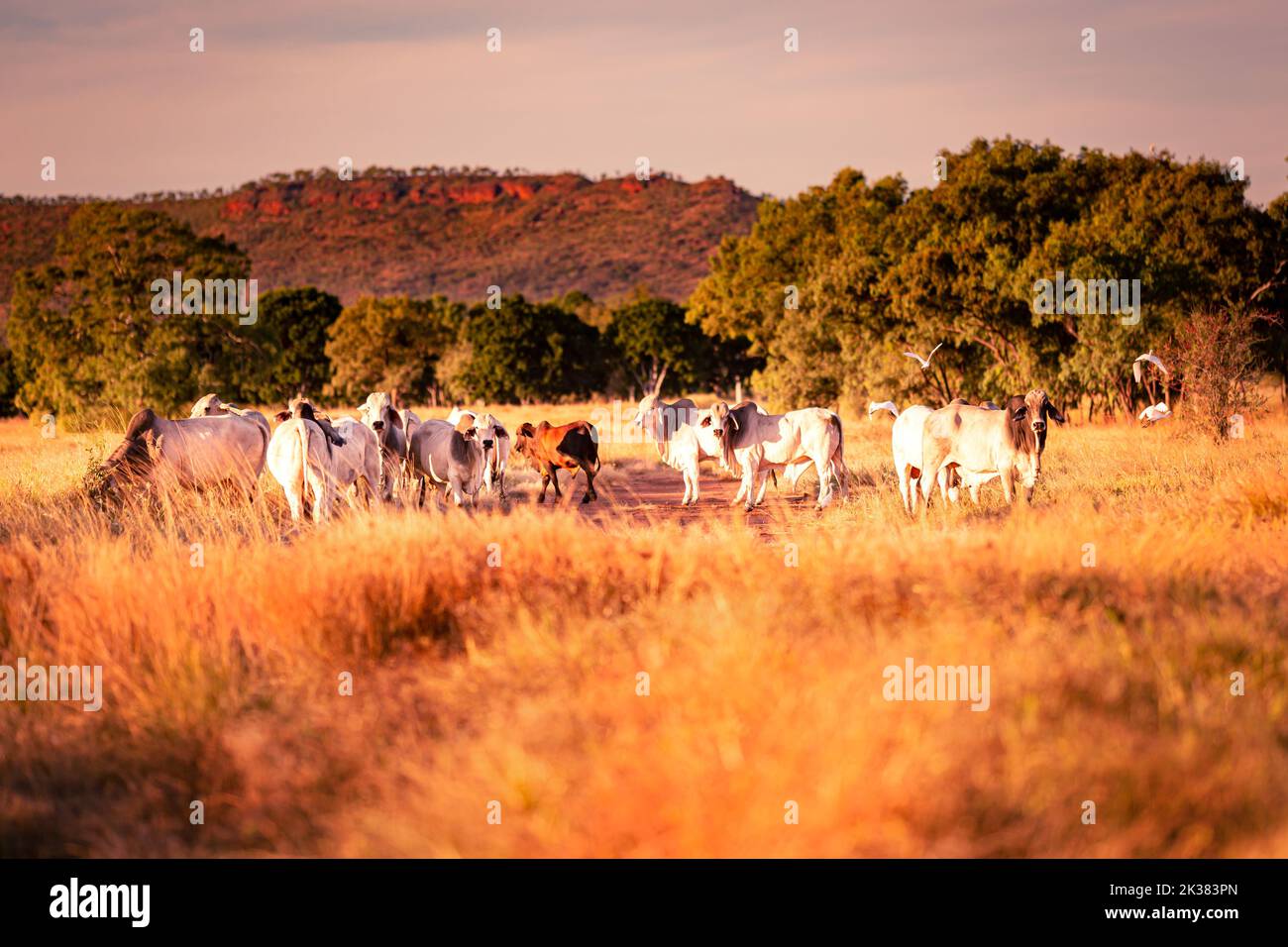White bulls in the yards on a remote cattle station in Northern ...