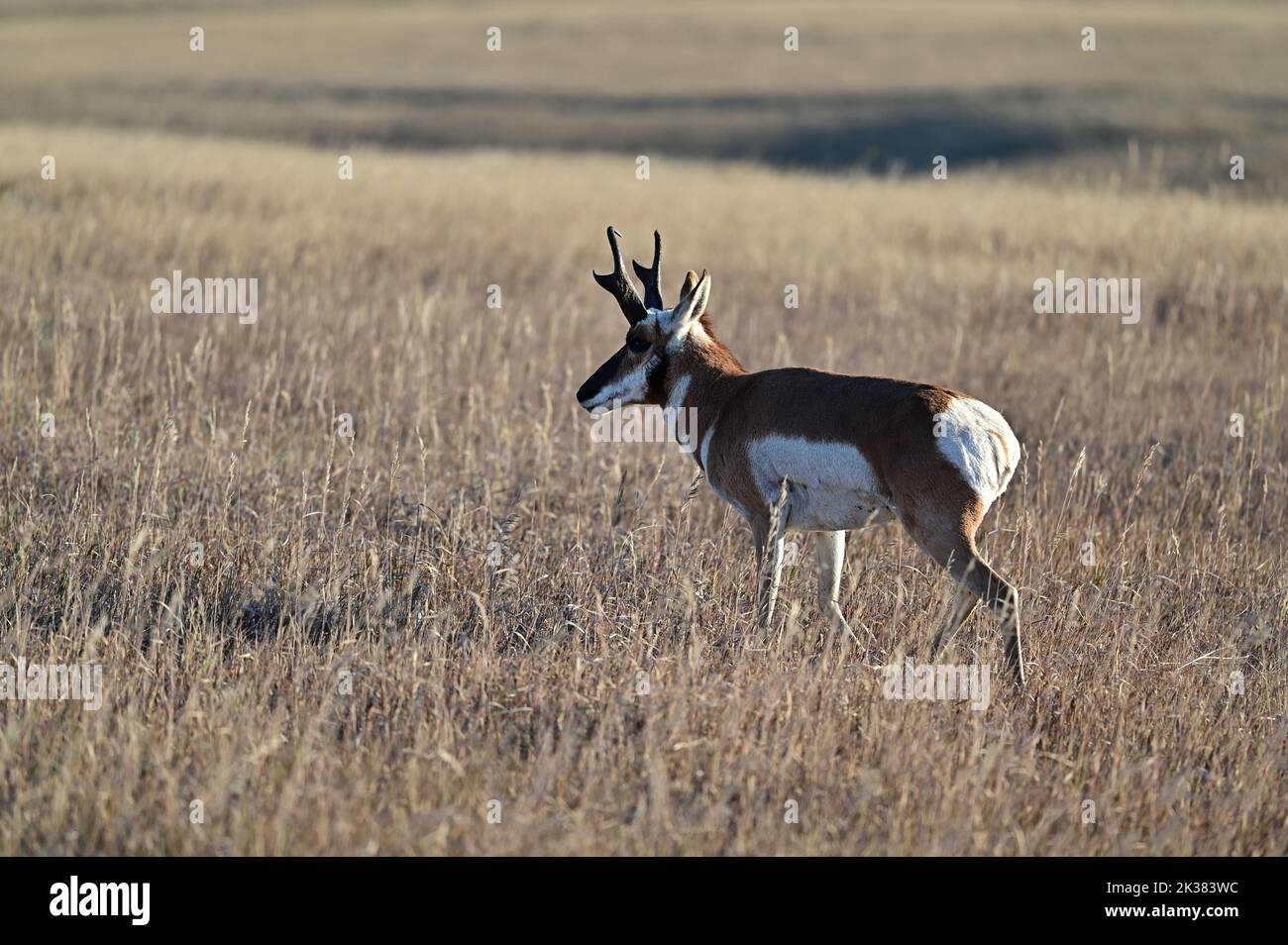 American antelope hi-res stock photography and images - Alamy