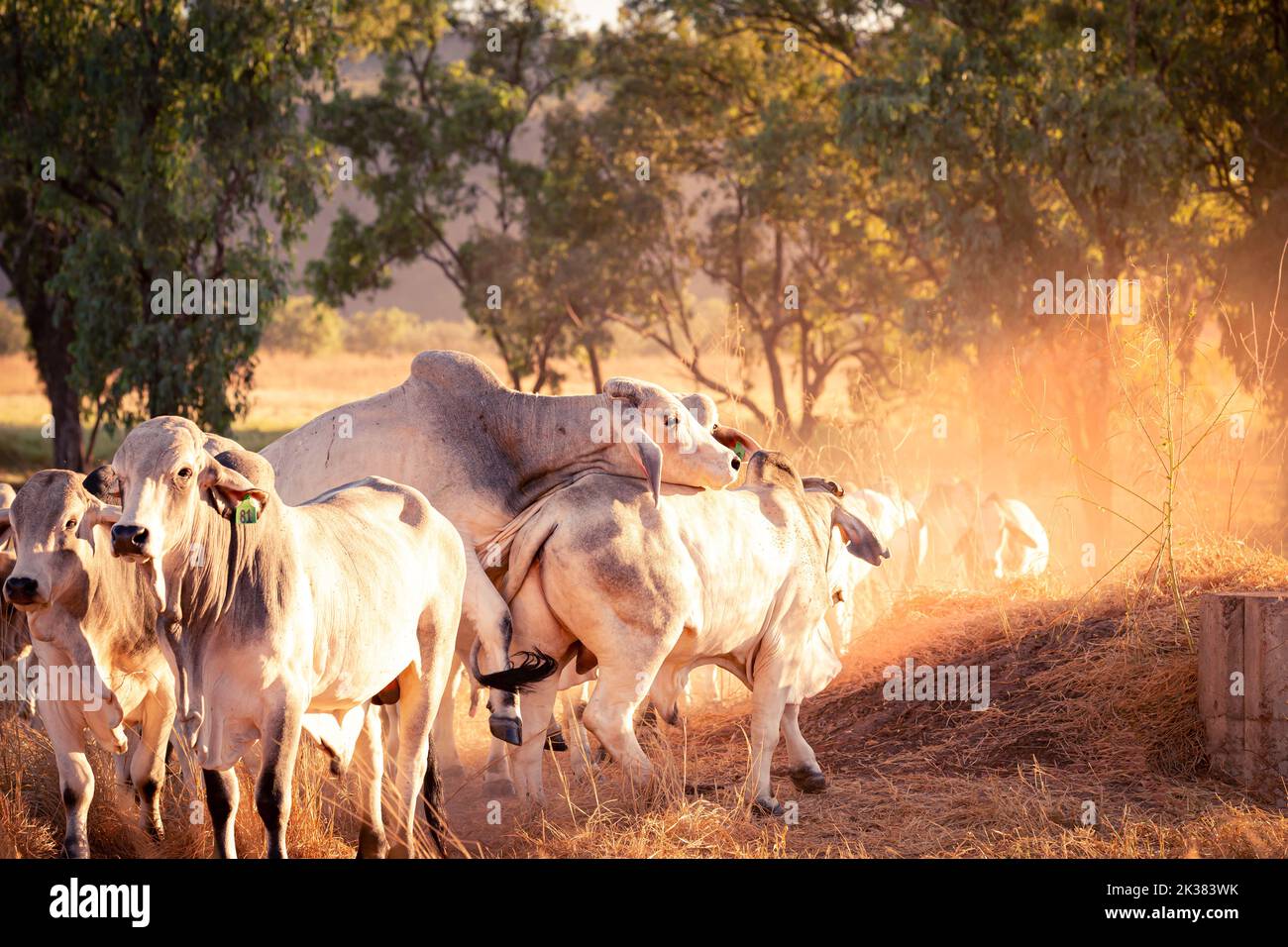 White bulls in the yards on a remote cattle station in Northern ...