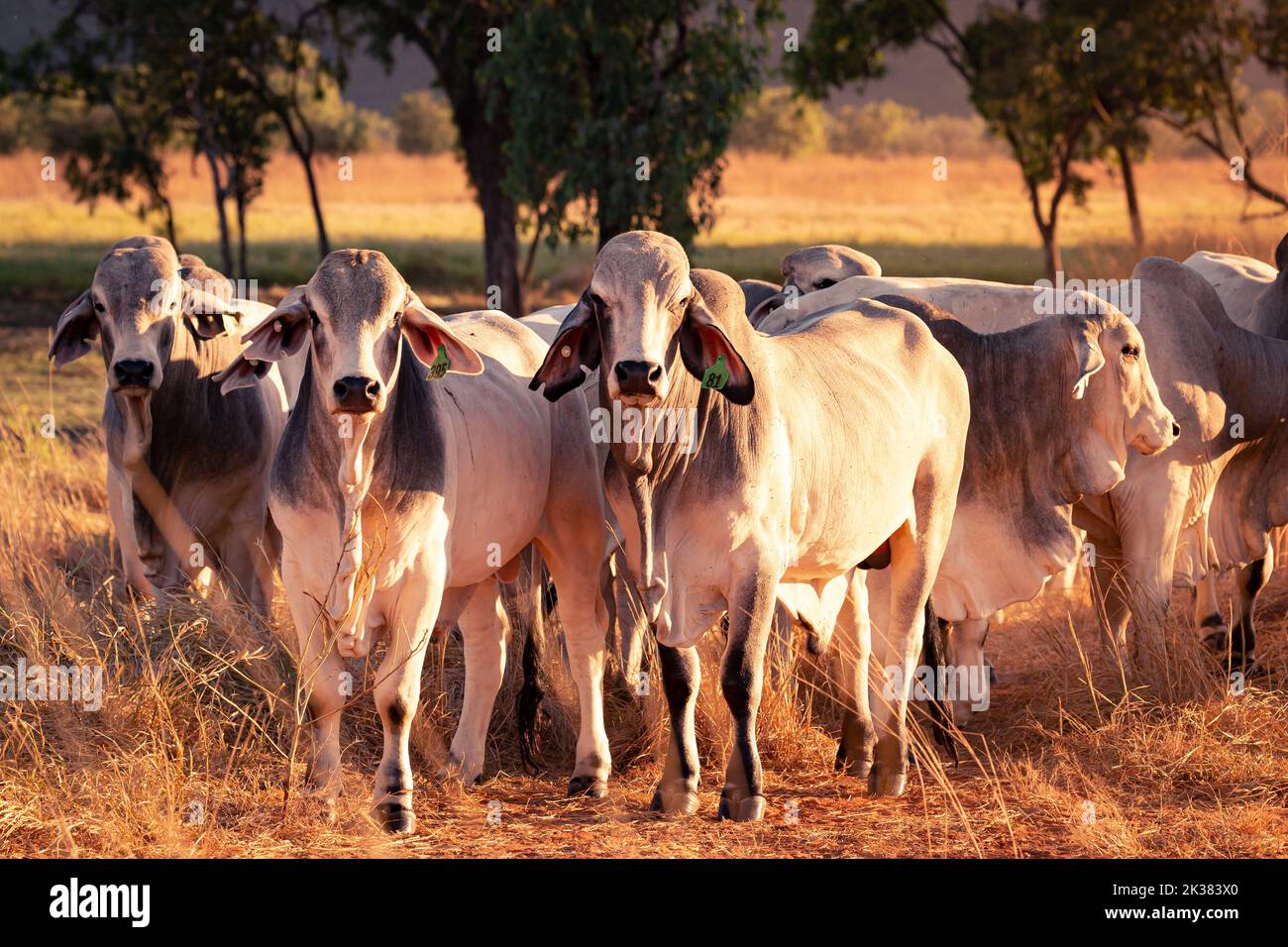 White bulls in the yards on a remote cattle station in Northern ...