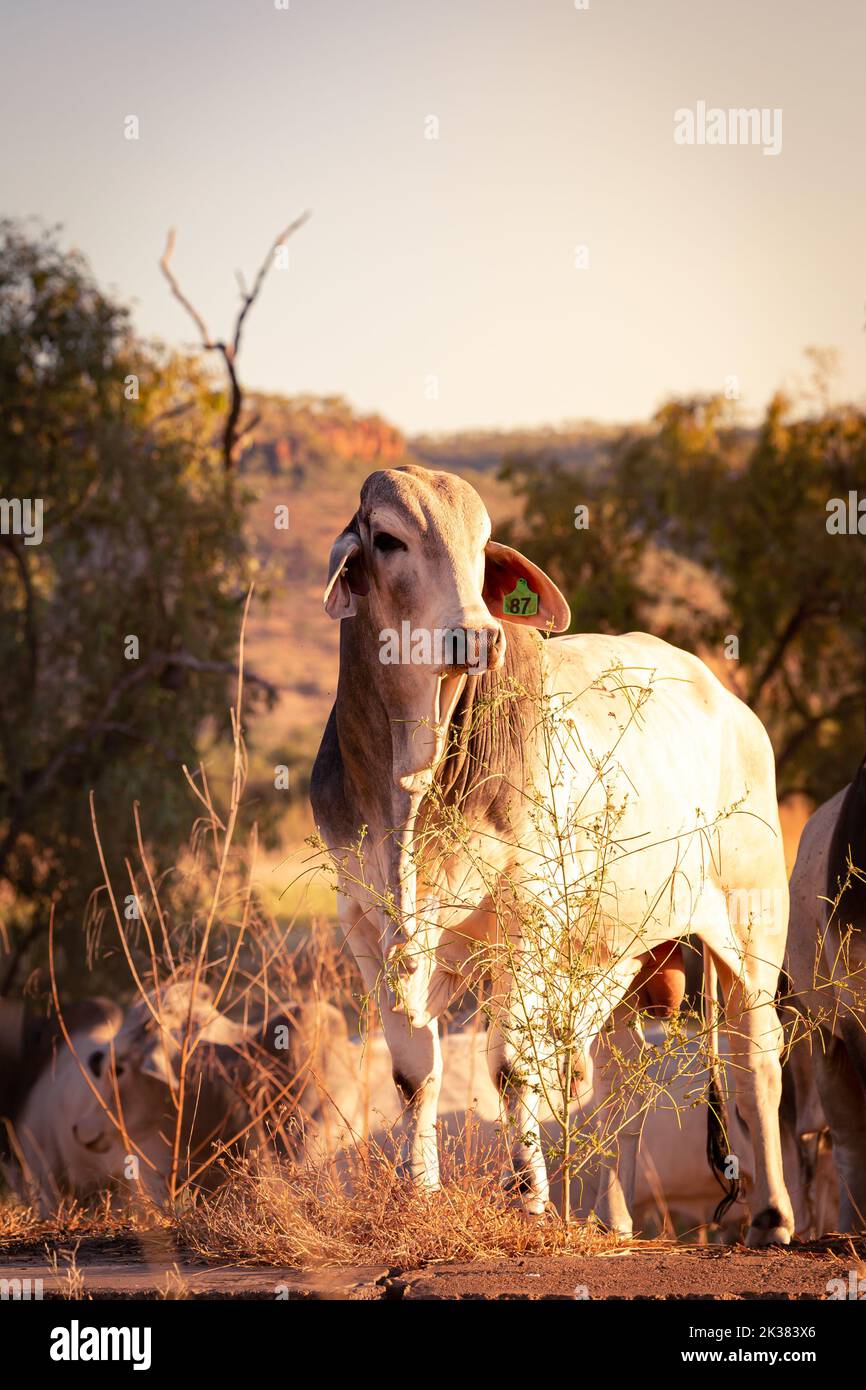 White bulls in the yards on a remote cattle station in Northern ...