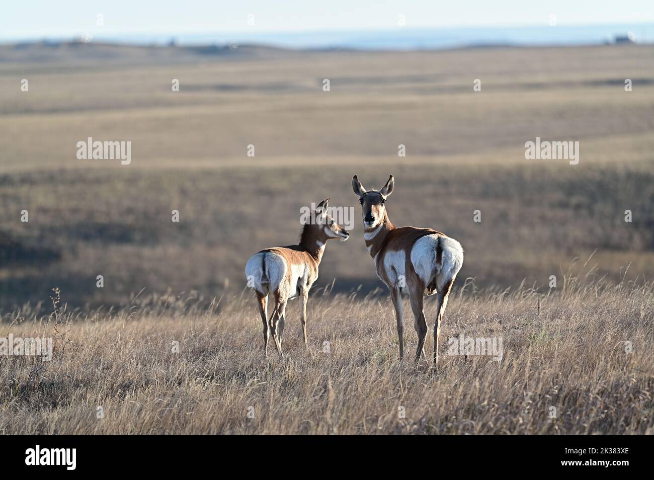 Antelopes at Badlands National Park, South Dakota Stock Photo - Alamy