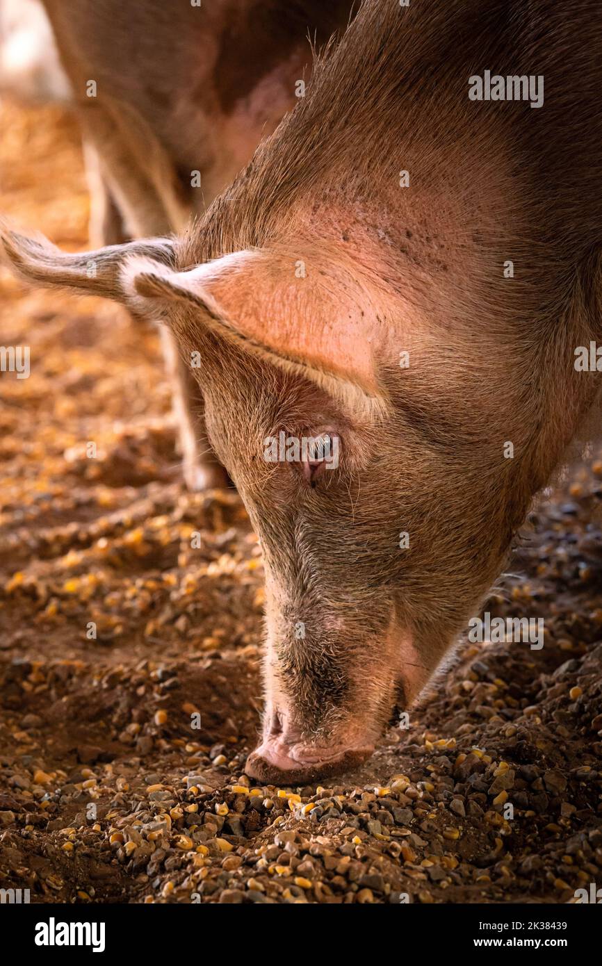 Livestock farming australia hi-res stock photography and images - Alamy