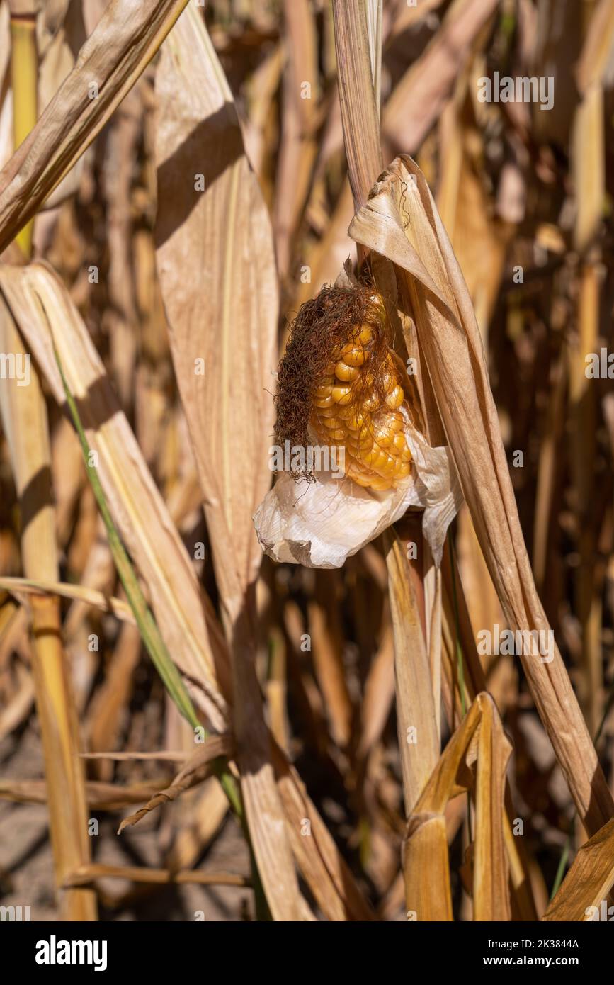 Close up image of withered corn plants, aridity in Germany Stock Photo ...