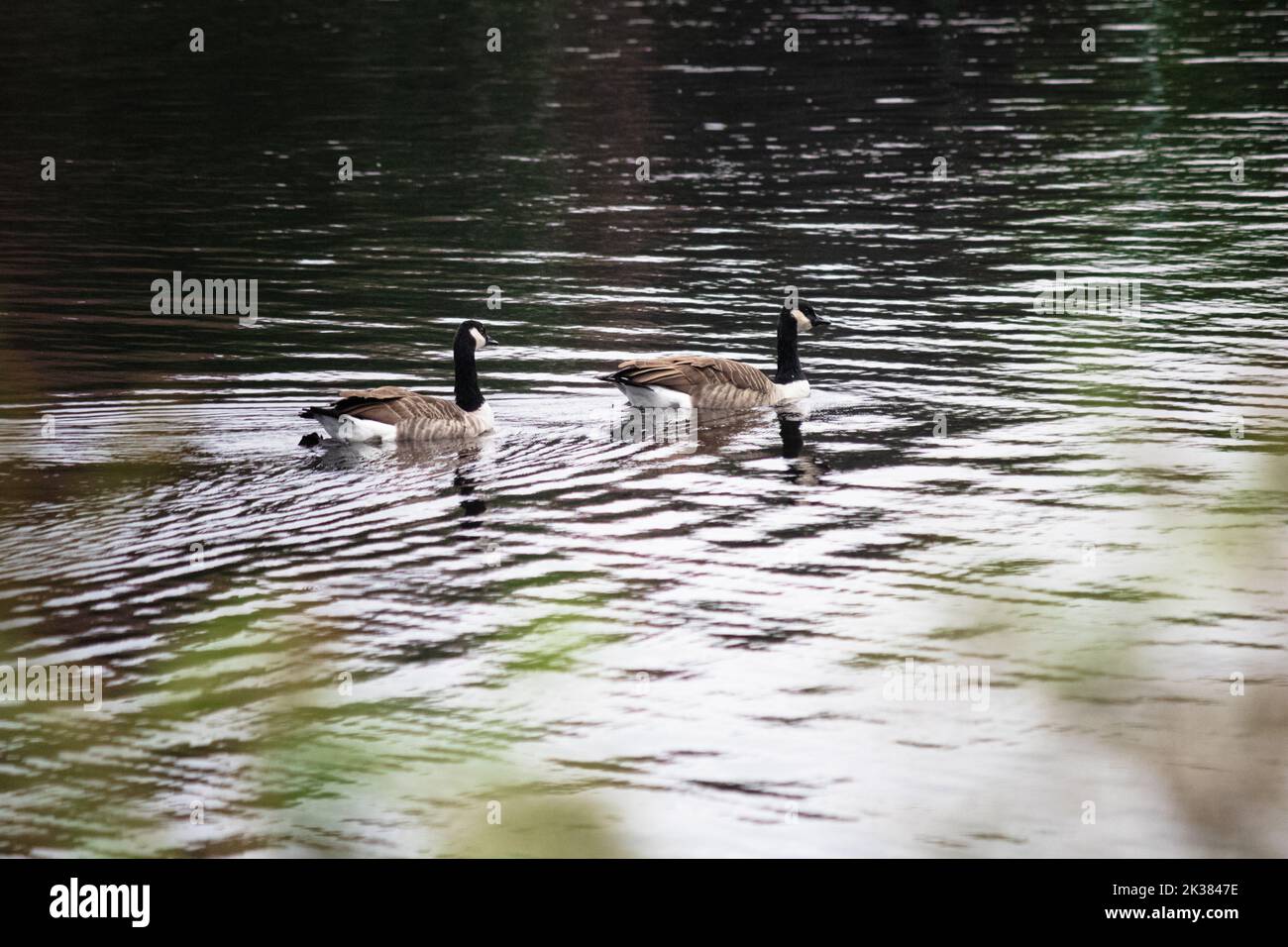 The geese swimming on the lake water Stock Photo - Alamy