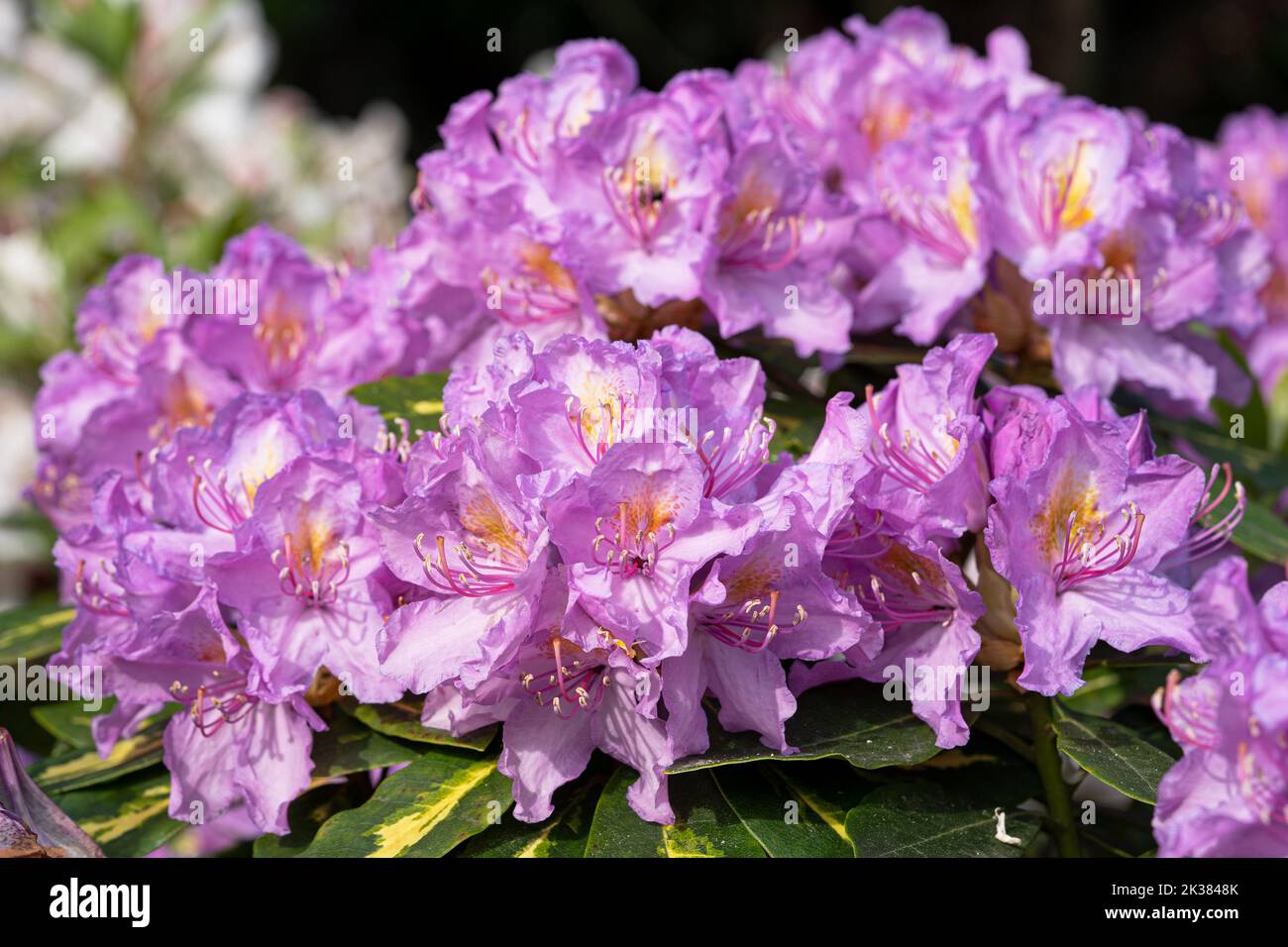 Rhododendron Hybrid (Rhododendron hybrid), close up of the flower head ...