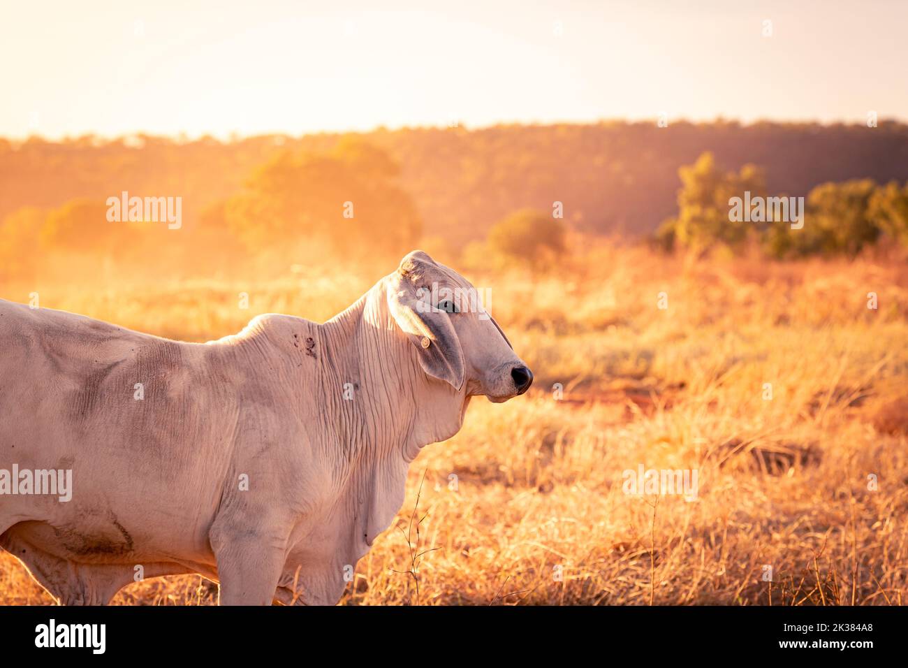 White bulls in the yards on a remote cattle station in Northern ...