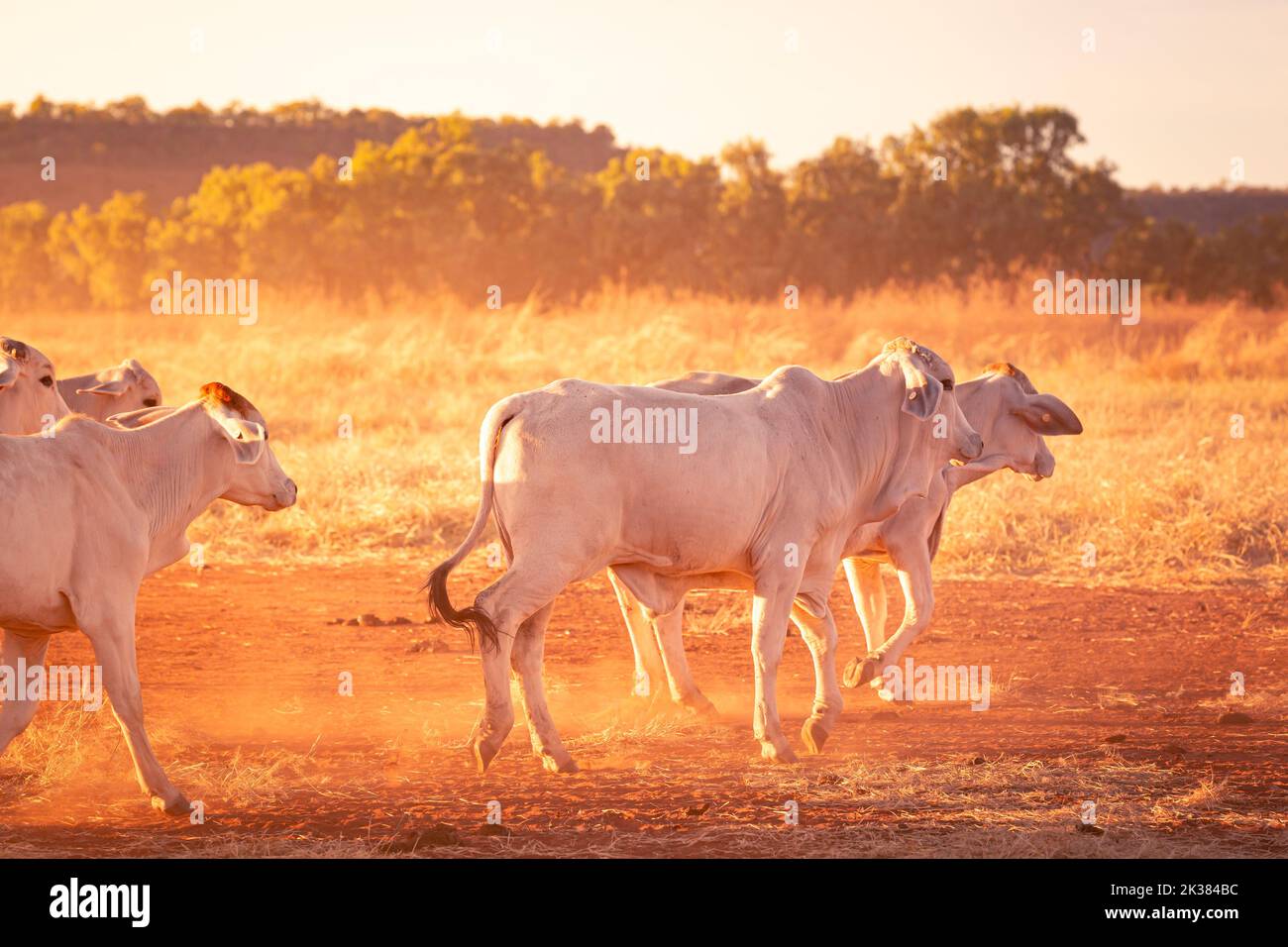 White bulls in the yards on a remote cattle station in Northern ...