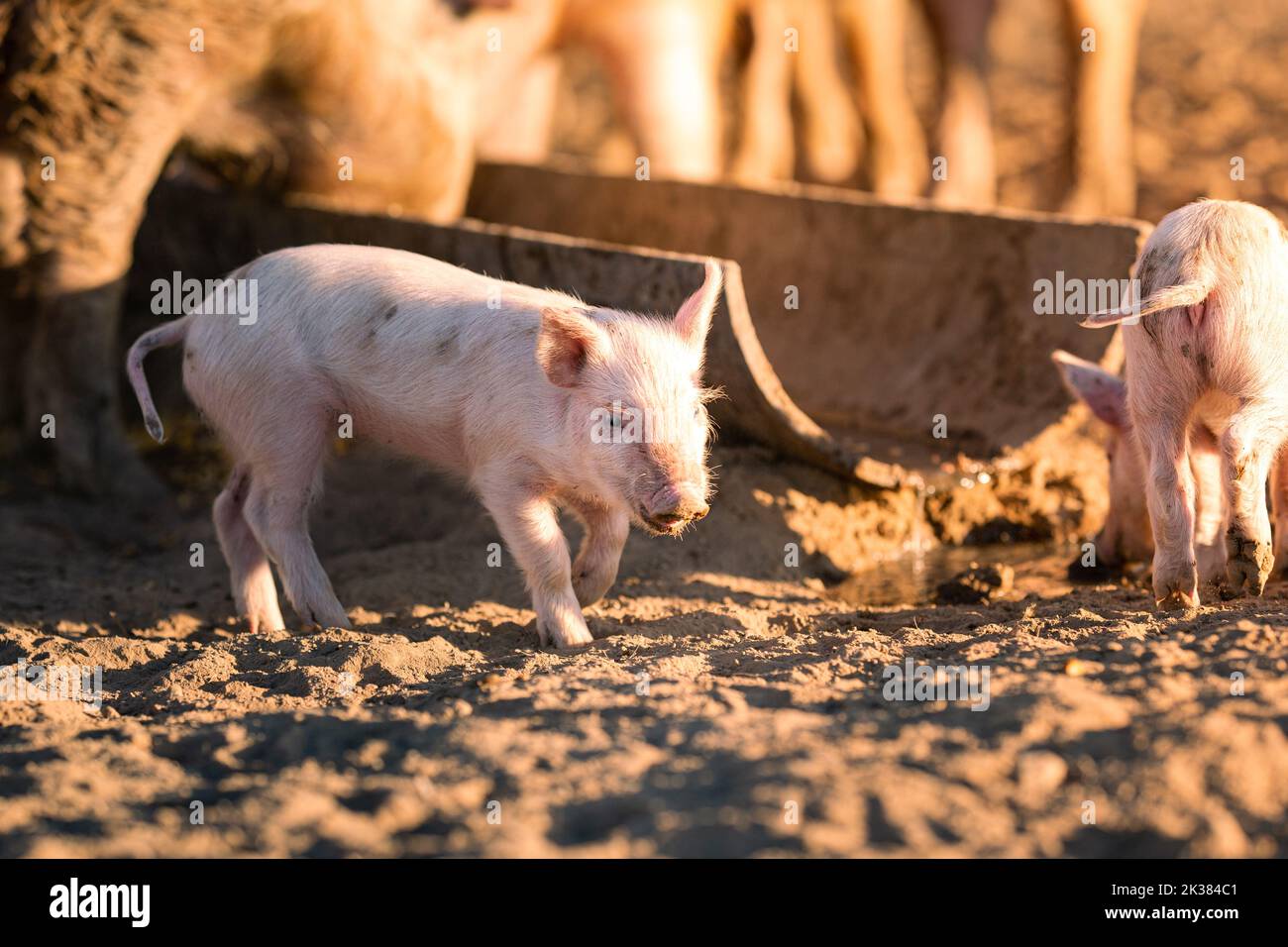 Young pink piglets on a remote cattle station in Northern Territory ...