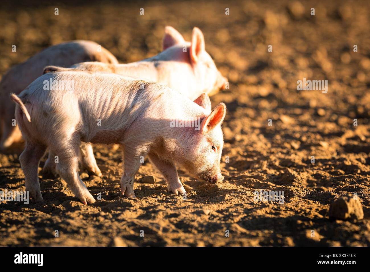 Young pink piglets on a remote cattle station in Northern Territory ...