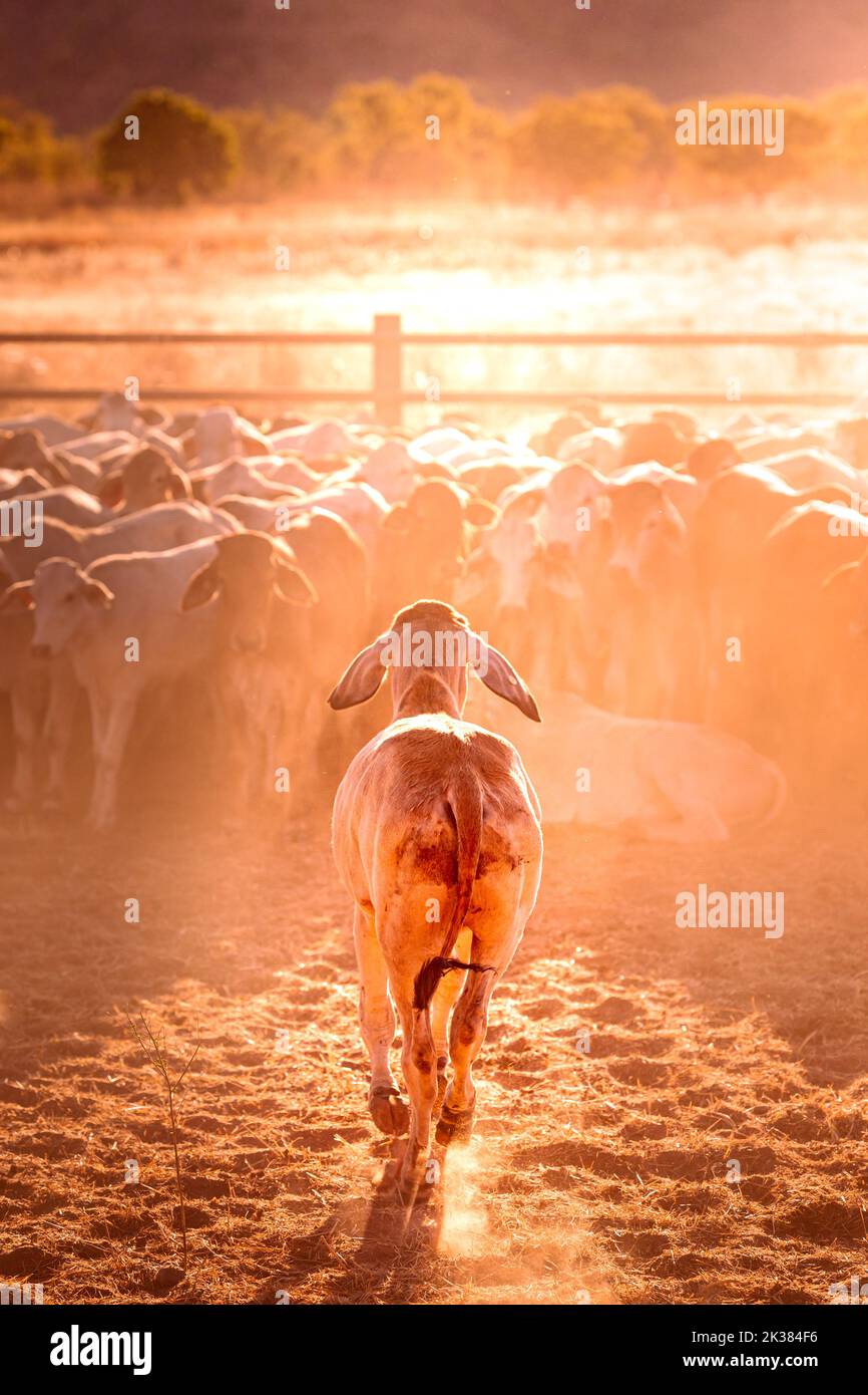 White bulls in the yards on a remote cattle station in Northern ...