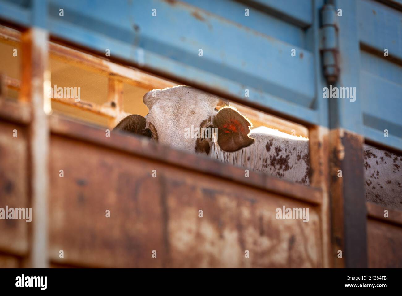 A bull in a cattle road train on a remote cattle station in Northern ...