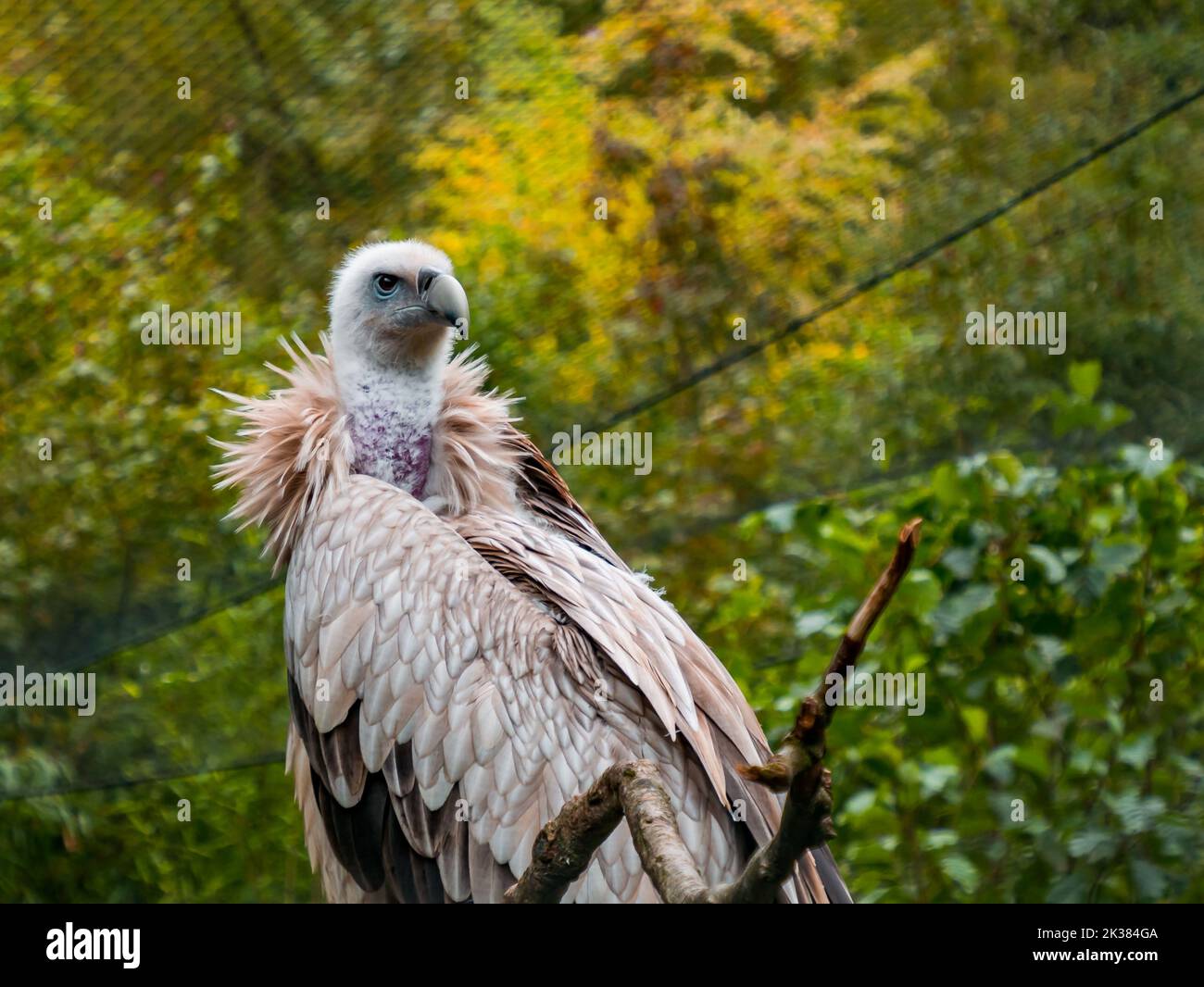 A vulture sitting on a branch looks out for prey in an aviary in a zoo ...