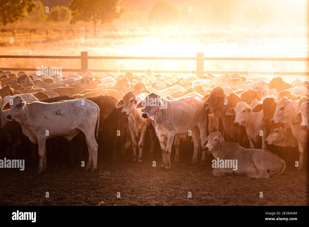 White bulls in the yards on a remote cattle station in Northern ...