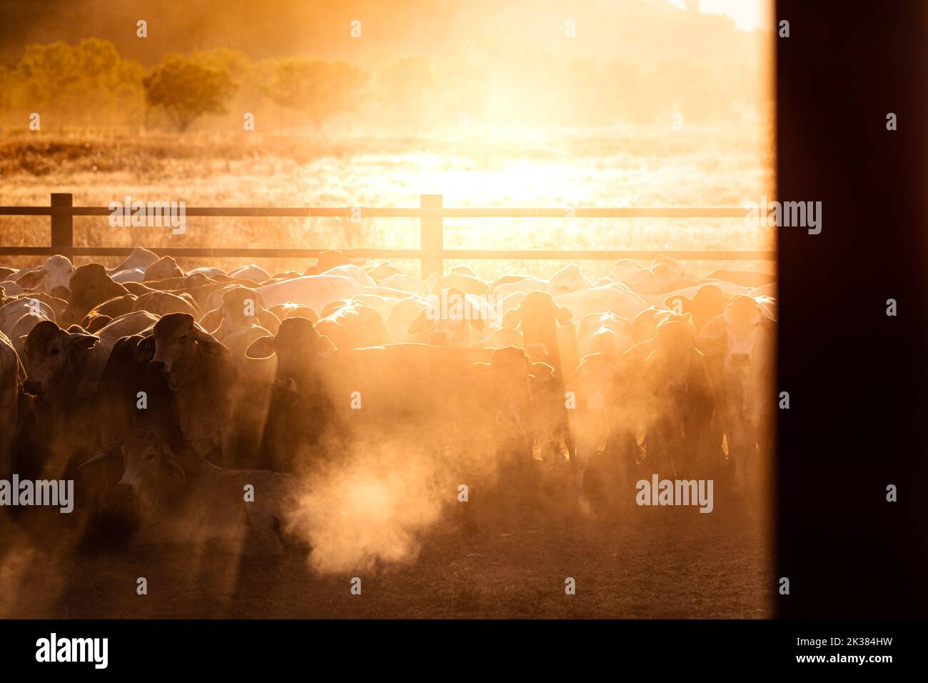 White bulls in the yards on a remote cattle station in Northern ...