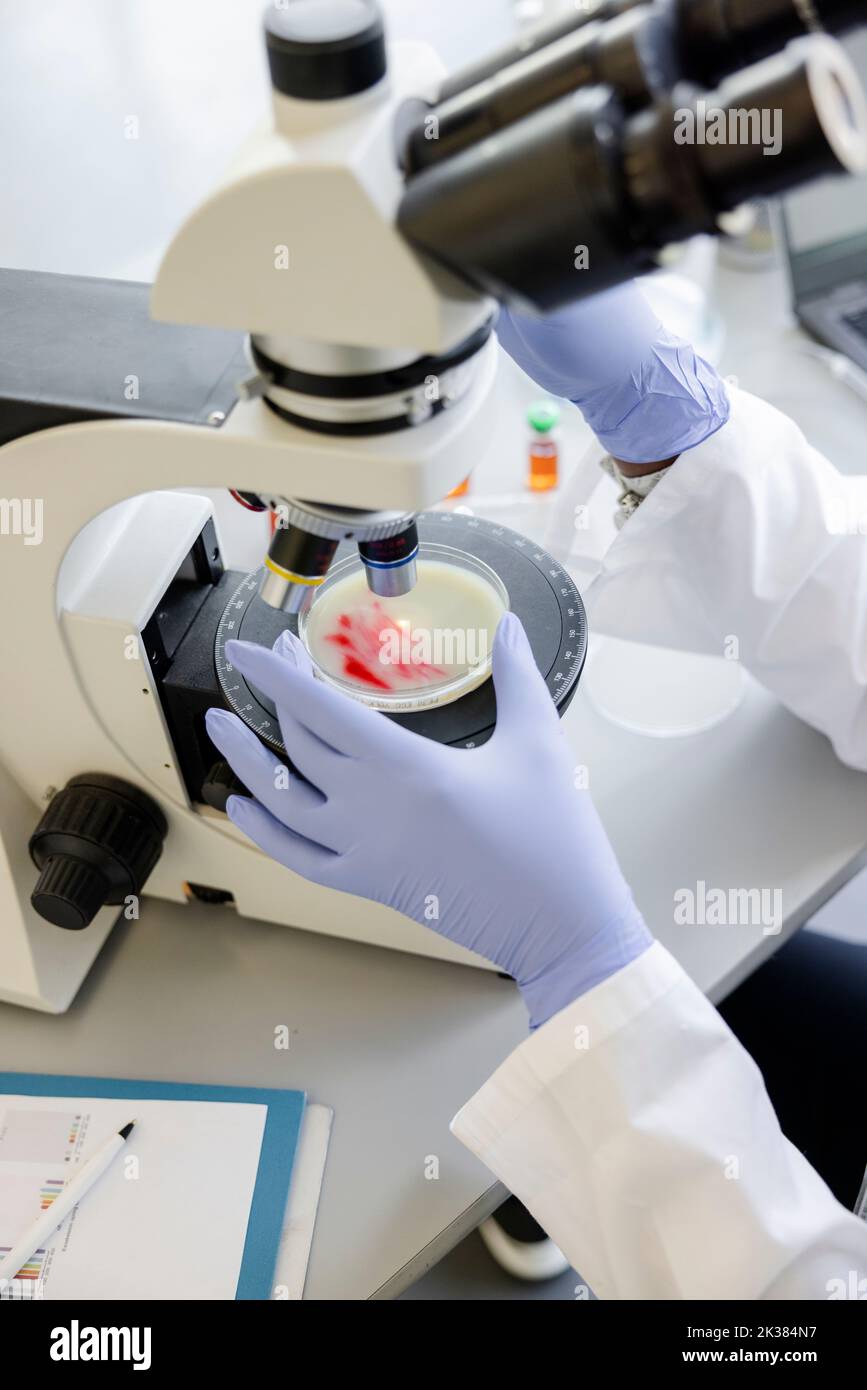 Scientist examining sample under microscope hi-res stock photography ...
