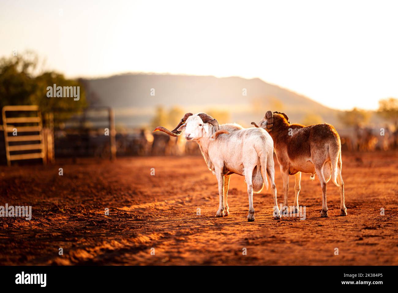 Buck farm australia hi-res stock photography and images - Alamy