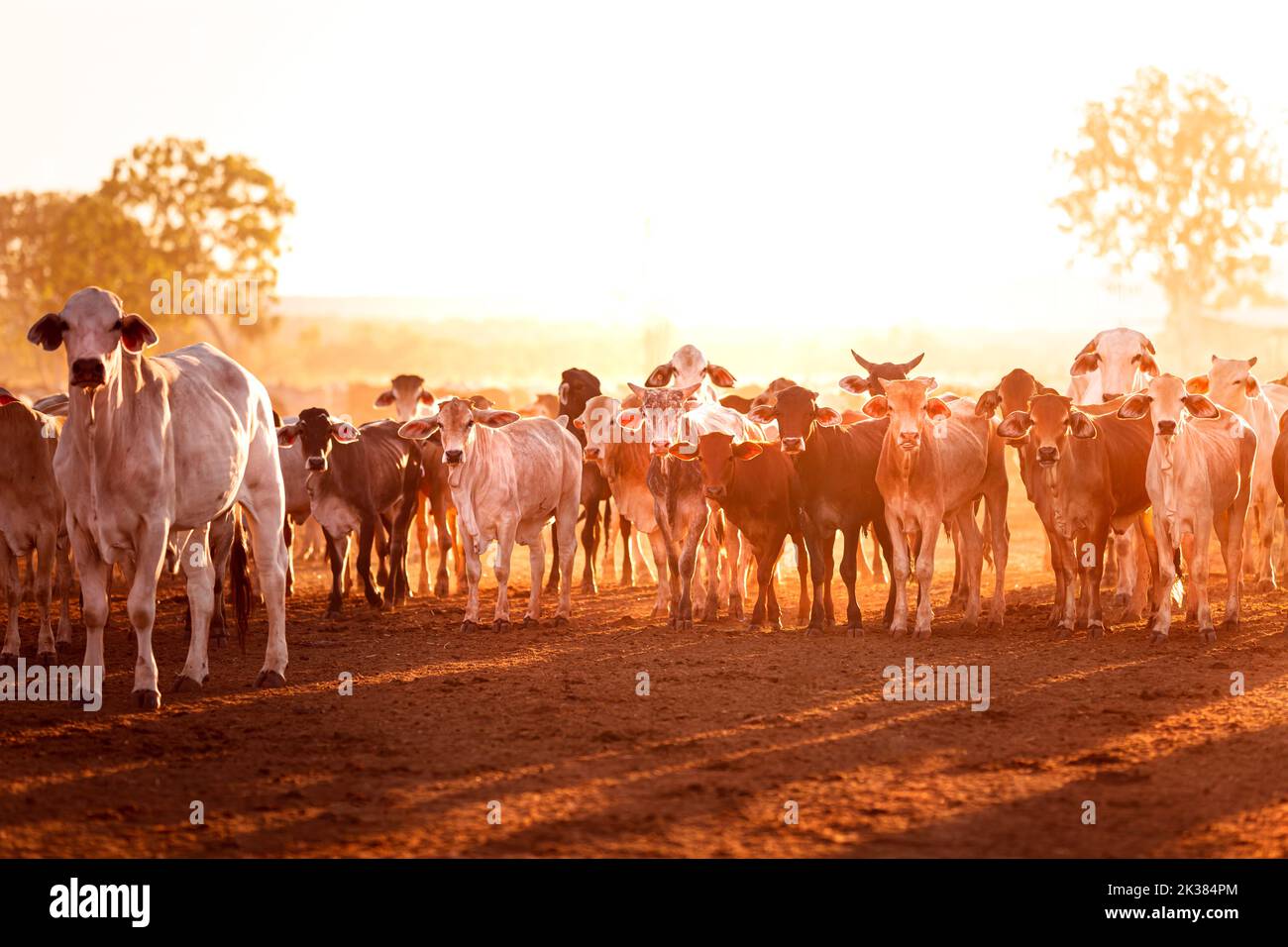 White bulls in the yards on a remote cattle station in Northern ...