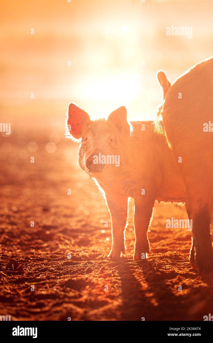 Young pink pig on a remote cattle station in Northern Territory ...