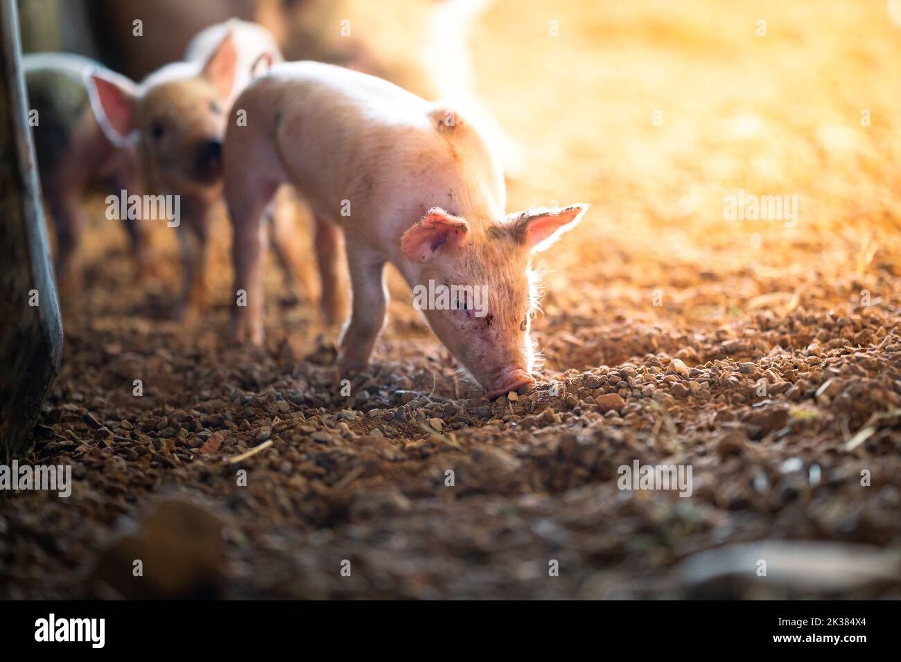 Young pink piglets on a remote cattle station in Northern Territory ...