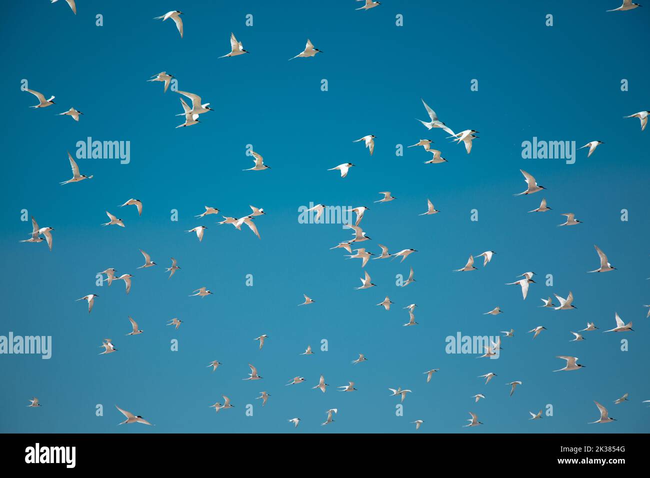 White birds flying in blue sky Stock Photo - Alamy