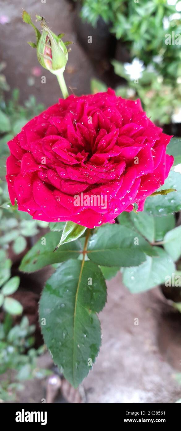 Vertical closeup beautiful white hi-res stock photography and images ...