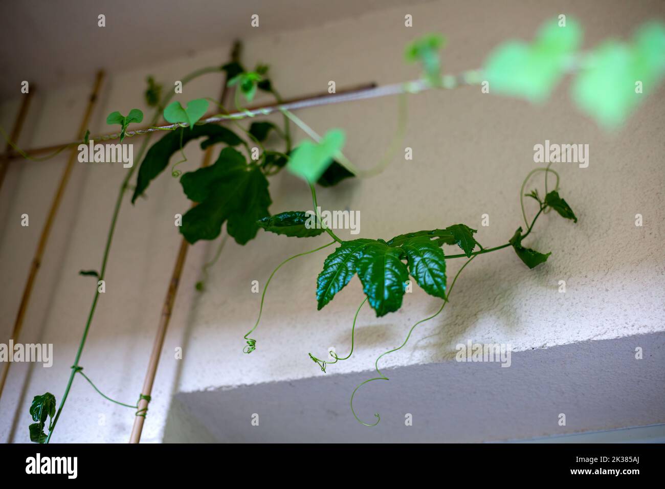 Balcony with grapevine hi-res stock photography and images - Alamy
