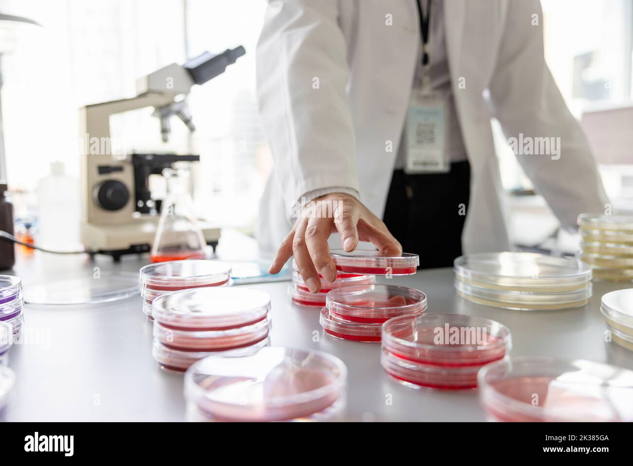 Petri dishes experiment hi-res stock photography and images - Alamy