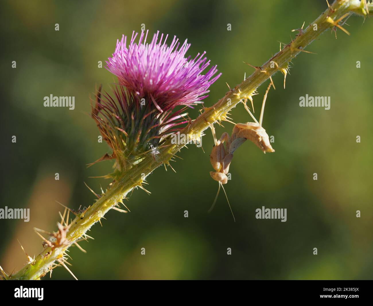Spiny thistle mantis hi-res stock photography and images - Alamy