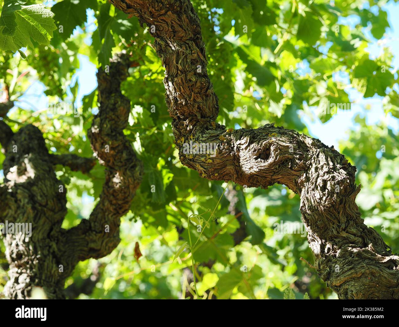 A closeup of a tree branch with curly bark against the background of ...