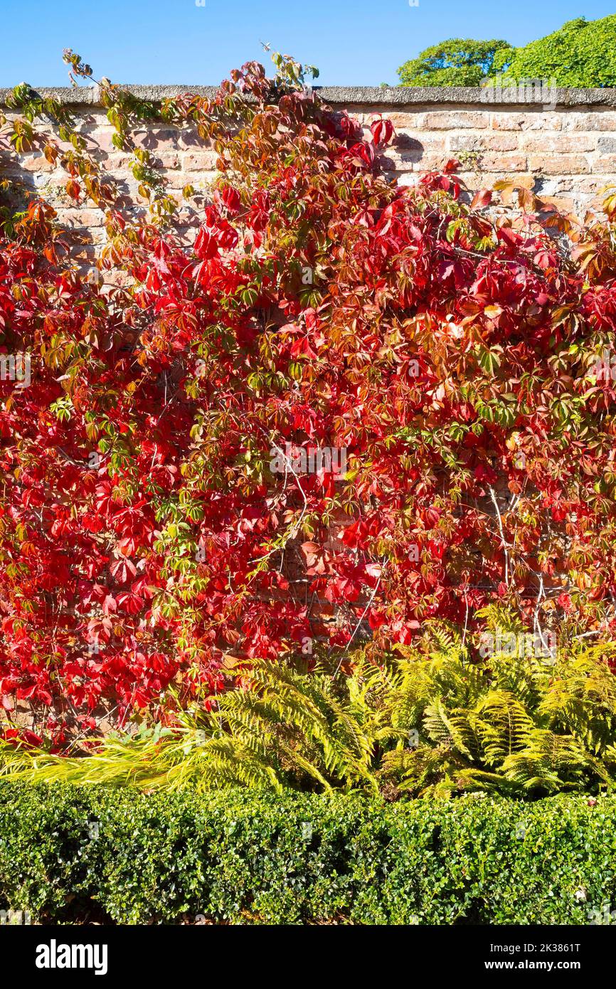 Autumn red Virginia Creeper on a wall at the Kirkleatham Walled Garden ...