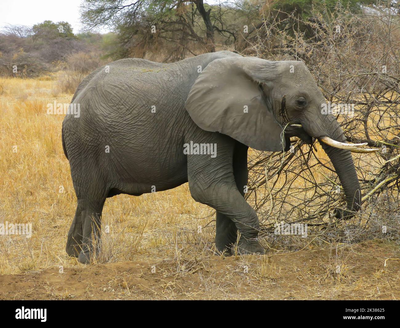Elephant Selecting Tree Branches for Food in Tarangire National Park ...