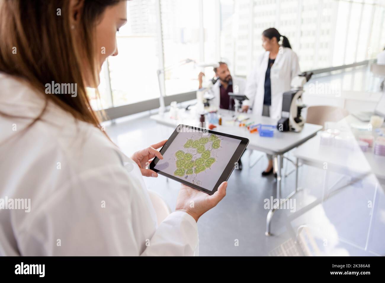 One cell organism hi-res stock photography and images - Alamy
