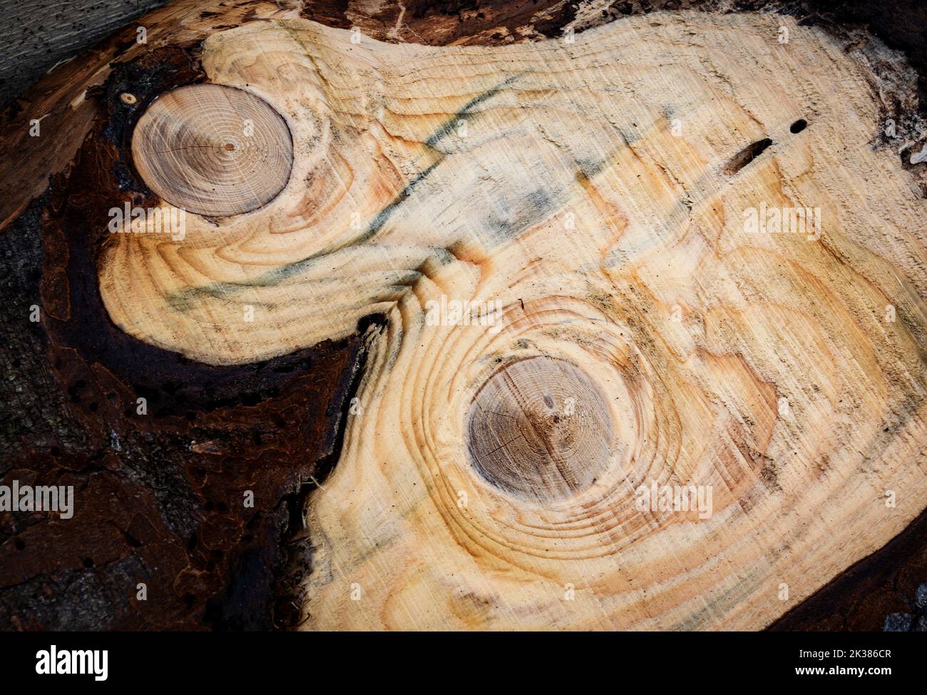 nature texture detail of sawn spruce branch Stock Photo - Alamy