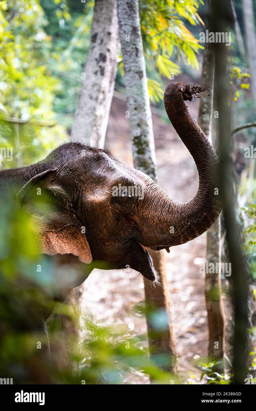 Wild asian elephant in the jungle of Cambodia, South East Asia Stock ...