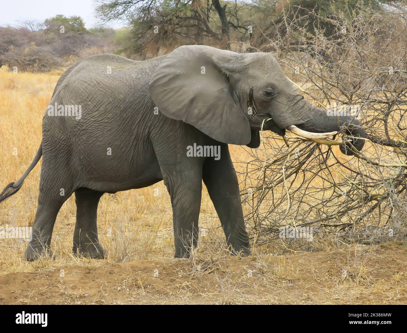 Elephant Selecting Tree Branches for Food in Tarangire National Park ...