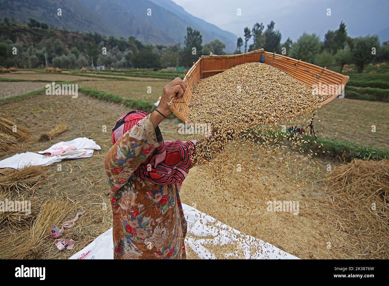September 23, 2022: KASHMIR, INDIA-SEPTEMBER 24 : A woman separates ...