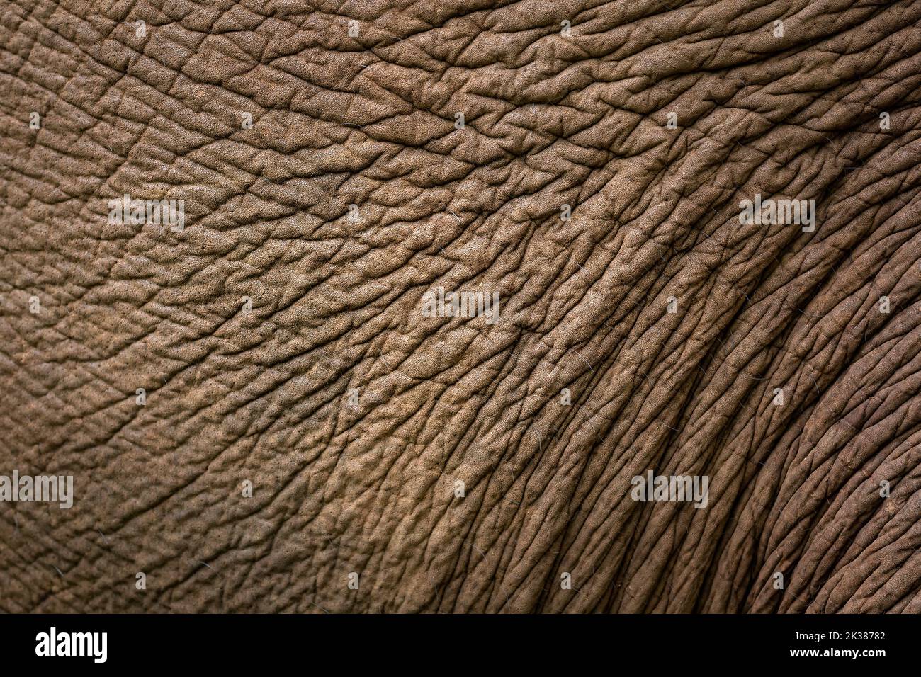 Skin grey hi-res stock photography and images - Alamy