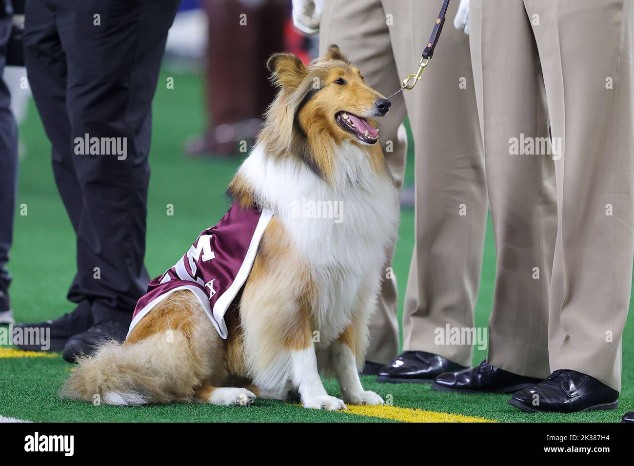 Arlington, Texas, USA. 24th Sep, 2022. Texas A&M mascot Reveille X ...