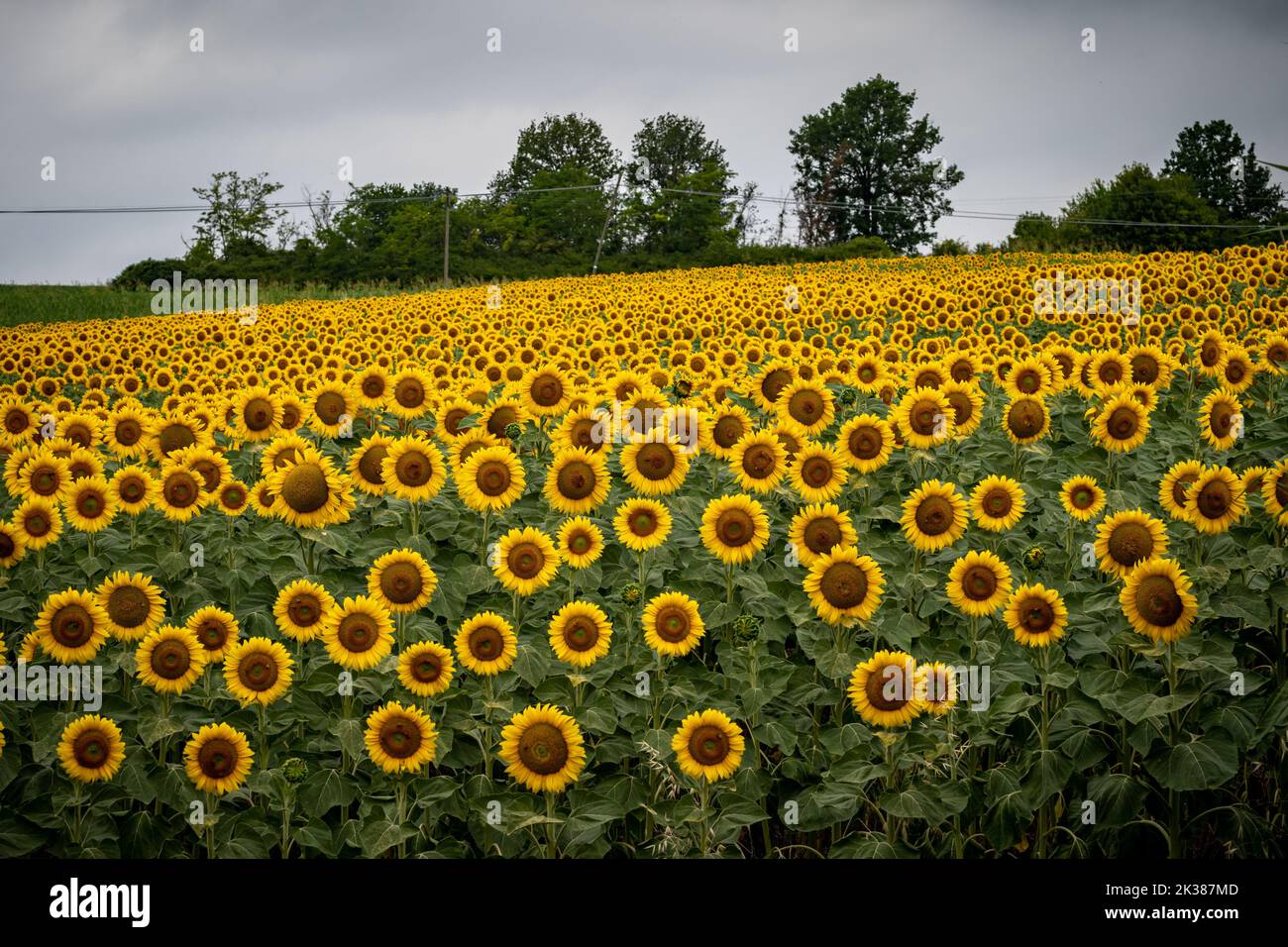 A beautiful scenic view of a blooming yellow sunflower field in ...